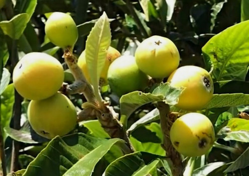 Grafted Loquat Tree (Christmas) For Sale Online | Shrubs & Trees Depot