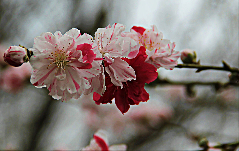 Flowering Peach Trees | Shrubs & Trees Depot