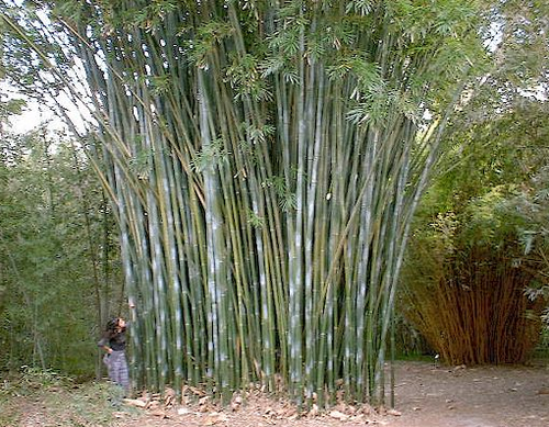 Kanapaha Bamboo (clumping) For Sale Online | Shrubs & Trees Depot