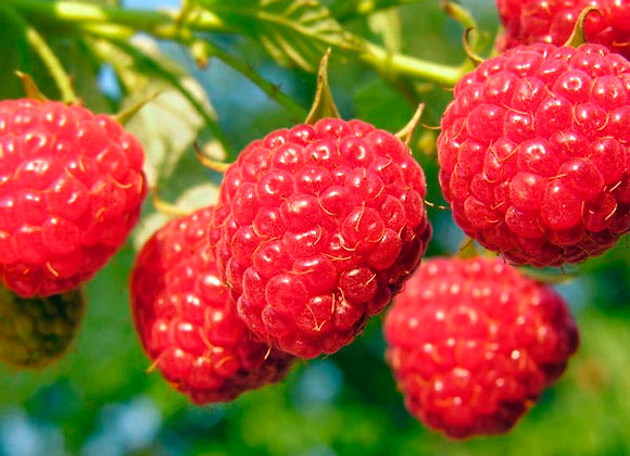 Canby Raspberry | Shrubs & Trees Depot