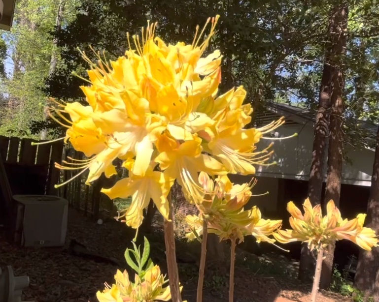 Native Clear Creek Azalea For Sale Online | Shrubs & Trees Depot