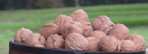 Tulare English Walnut Tree (ships potted) | Shrubs & Trees Depot