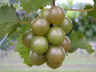 Summit Scuppernong Grapevine (ships potted) | Shrubs & Trees Depot