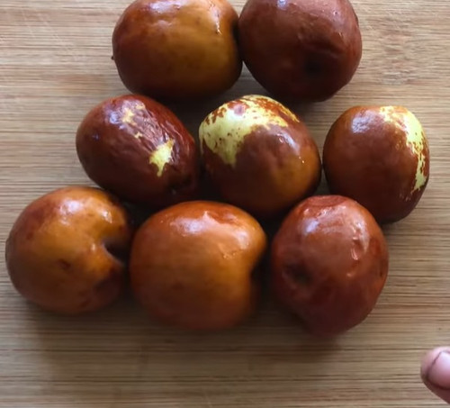 Honey Jar Jujube Tree | Shrubs & Trees Depot