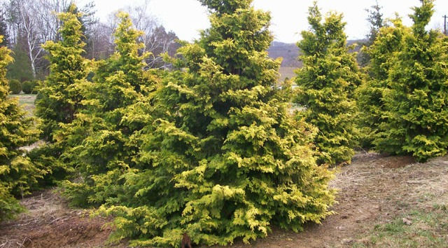 Crippsii Golden Cypress For Sale Online | Shrubs & Trees Depot