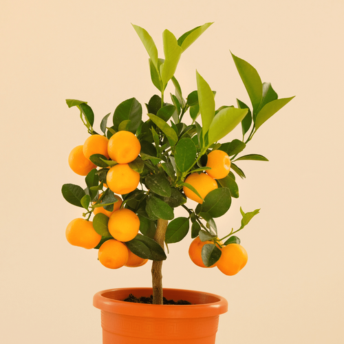 Potted Citrus Trees | Buy Potted Plants