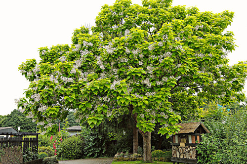 Catalpa Tree For Sale Online | Shrubs & Trees Depot