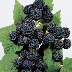 Bristol Black Raspberry For Sale Online | Shrubs & Trees Depot