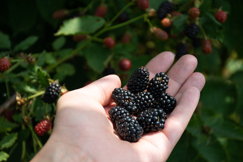 Navaho Blackberry | Buy Potted Plants