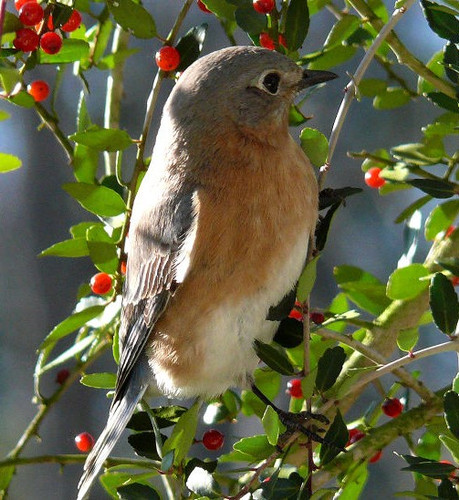 Wildlife Mayhaw For Sale Online | Shrubs & Trees Depot