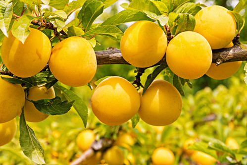 Sweet Fusion Plum Tree | Shrubs & Trees Depot