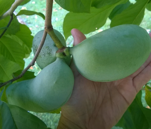 'Mango' PawPaw Tree For Sale Online | Shrubs & Trees Depot