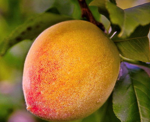 June Gold Peach Tree For Sale Online | Shrubs & Trees Depot