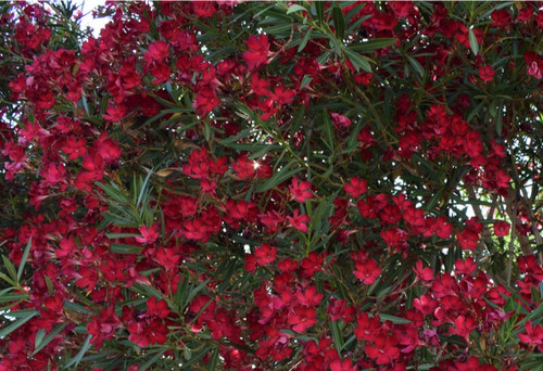 'Red Cardinal' Oleander For Sale Online | Shrubs & Trees Depot