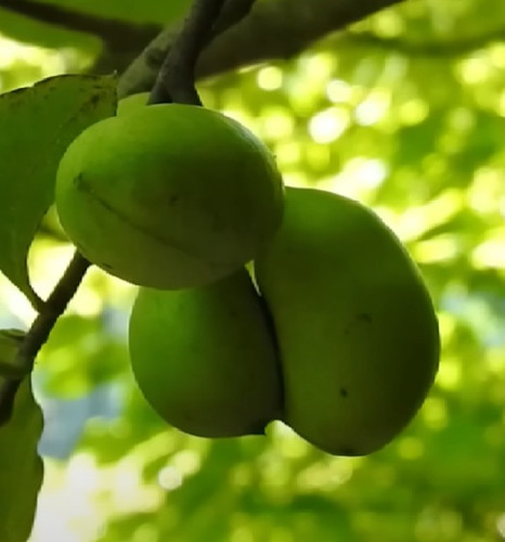 'Mango' Pawpaw Tree (Grafted) For Sale Online | Shrubs & Trees Depot