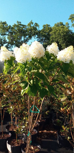 Phantom Hydrangea (Tree Form) For Sale Online | Shrubs & Trees Depot