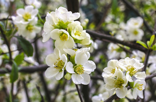 White Flowering Quince | Buy Potted Plants