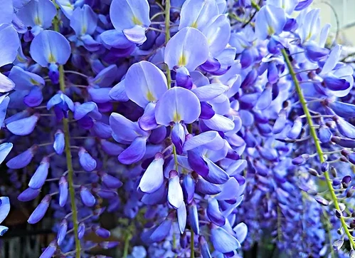 Blue Royal Empress | Buy Potted Plants