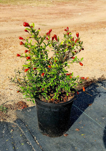 Manhattan's Dwarf Pomegranate Tree For Sale Online | Shrubs & Trees Depot