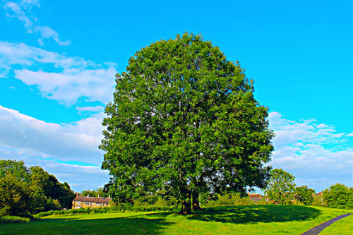 Green Ash Tree For Sale Online | Shrubs & Trees Depot