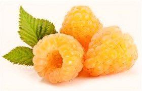 Fall Gold Raspberry For Sale Online | Shrubs & Trees Depot