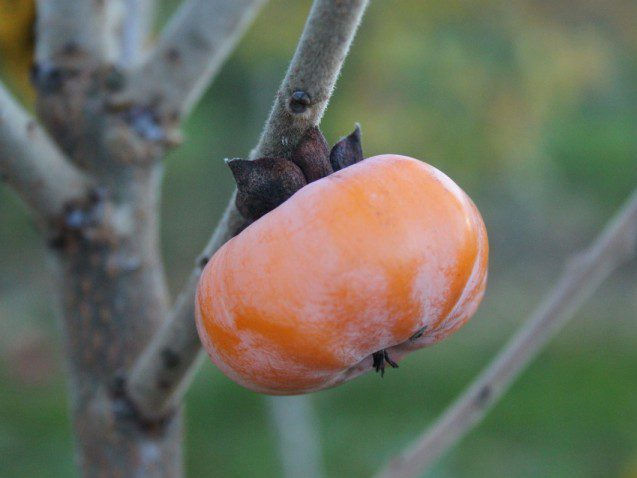 meader-grafted-persimmon