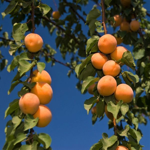 Tropic Gold Apricot Tree For Sale Online | Shrubs & Trees Depot
