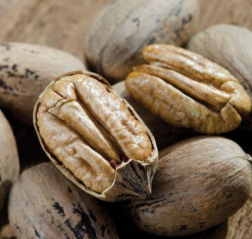 Pawnee Pecan Tree For Sale Online | Shrubs & Trees Depot
