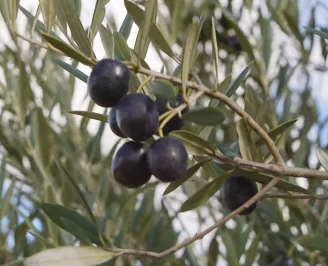 sevillano-olive-tree