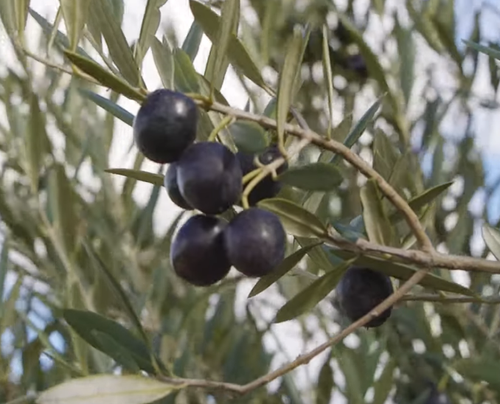 Sevillano Olive Tree For Sale Online | Shrubs & Trees Depot