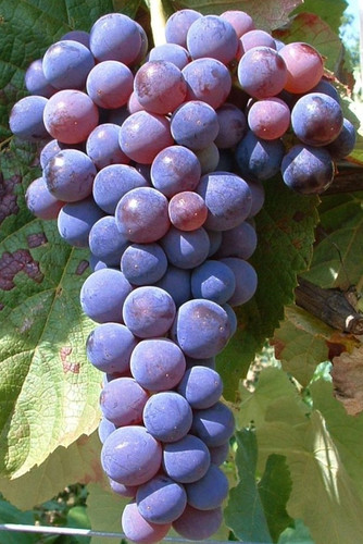 Venus Grape Vine For Sale Online | Shrubs & Trees Depot