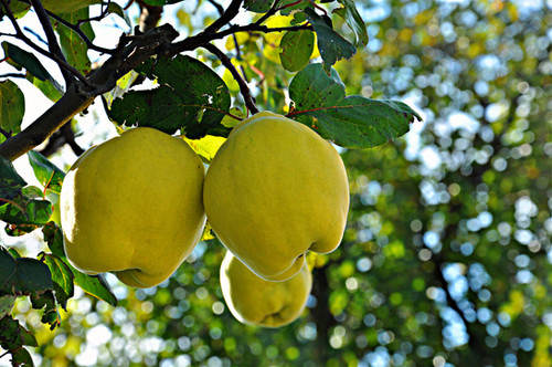 Smyrna Quince Tree For Sale Online | Shrubs & Trees Depot