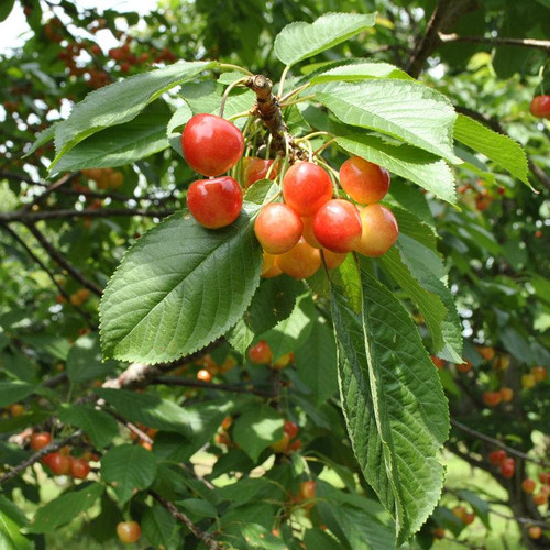 Stella Cherry Tree For Sale Online | Shrubs & Trees Depot