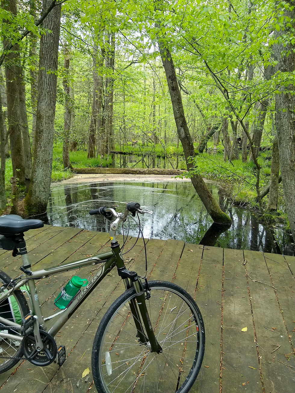 Outdoor Adventures in the Pocomoke State Forest