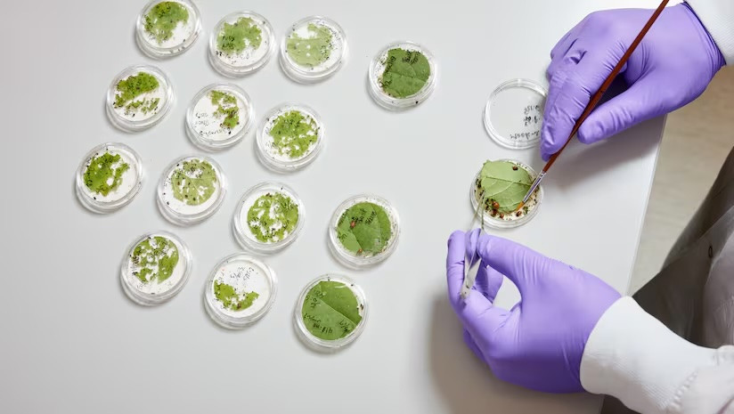 Terrana Biosciences Emerges From Flagship Pioneering With $50M to ...