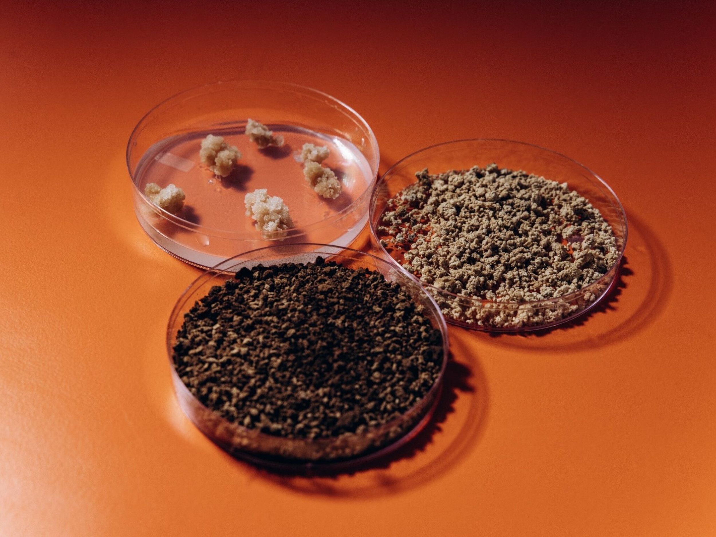 Pluri Launches Cell-Based Coffee Business: A New Era in Sustainable ...