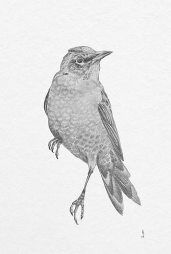 American Robin Study | Kayla Anley Art