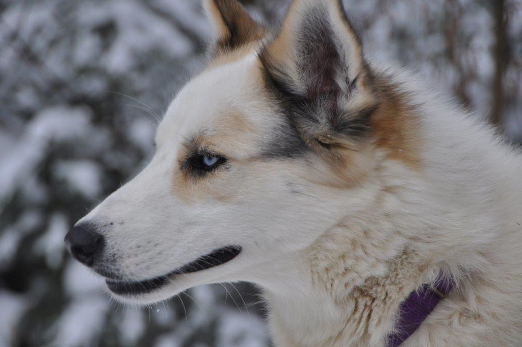 GALLERY | coldmountainsiberian