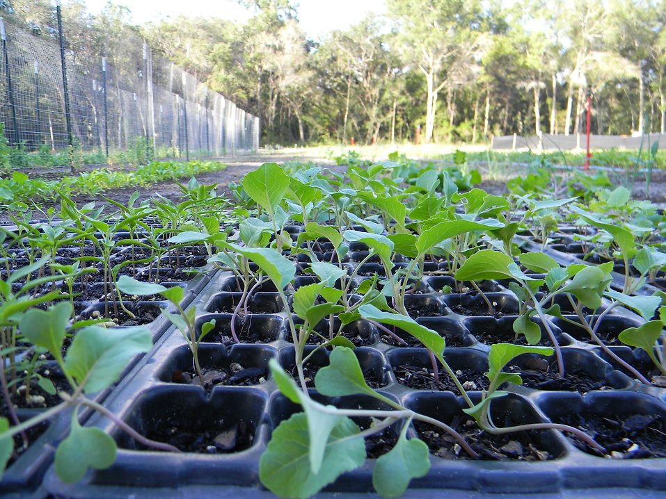 Home | Sweet Roots Organic