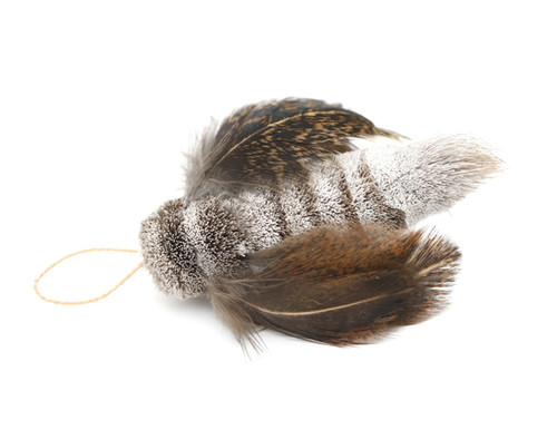 Moth | Chris the Cat