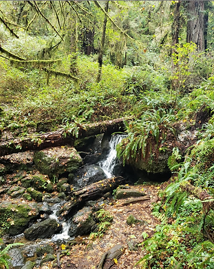 Hikes & Trails | Explore Trinidad, CA