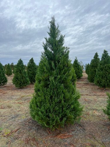 Leland Cypress | Southern Cypress Chr