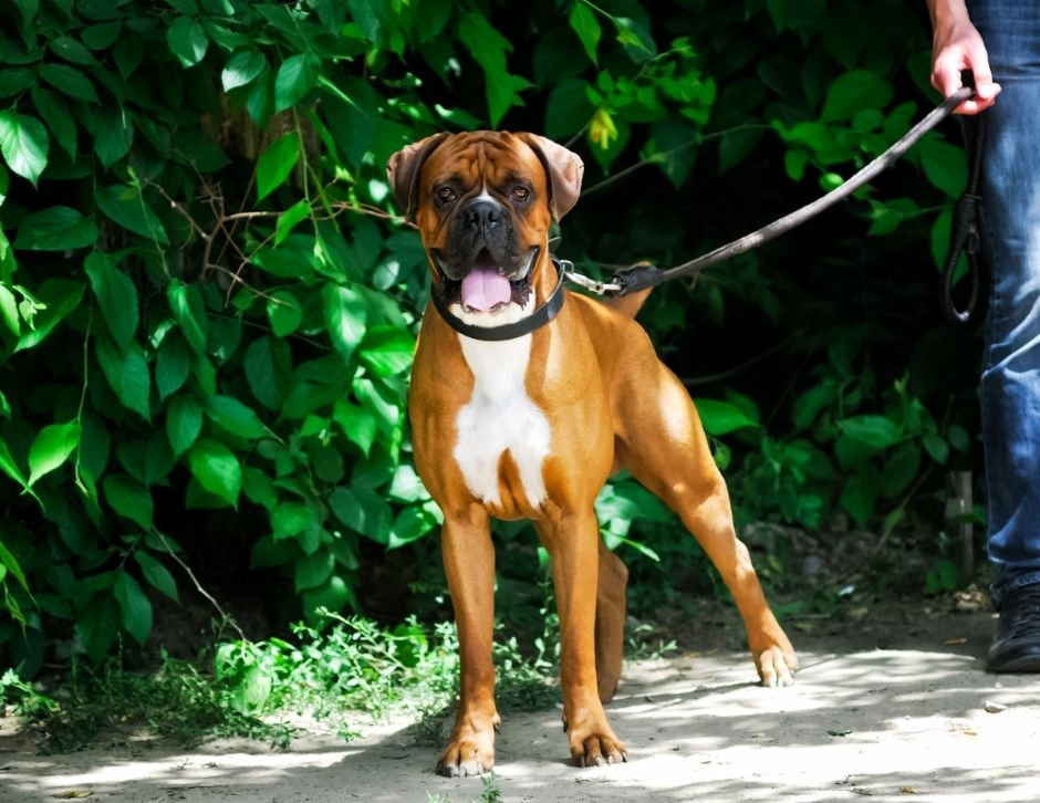 Do You Need A Dog License In Missouri do-you-need-a-dog-license-in-missouri