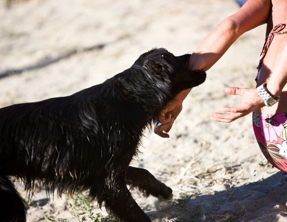 Do Doctors Have To Report Dog Bites In Missouri do-doctors-have-to-report-dog-bites-in-missouri