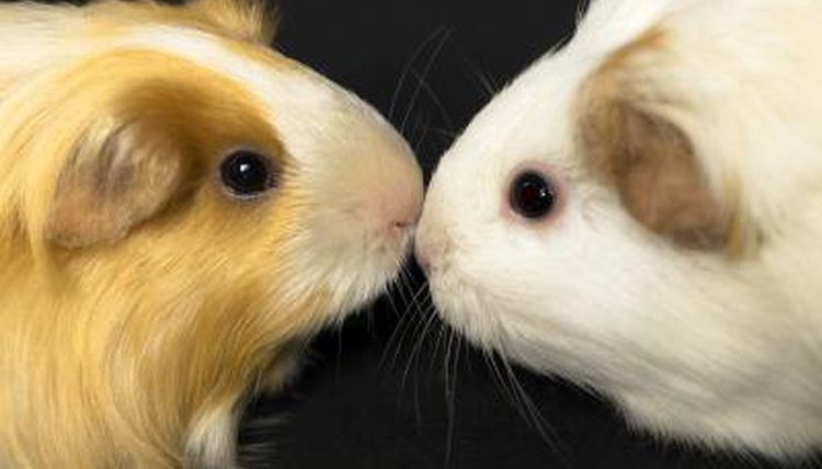 Meanings of Guinea Pig Sounds and Body Language
