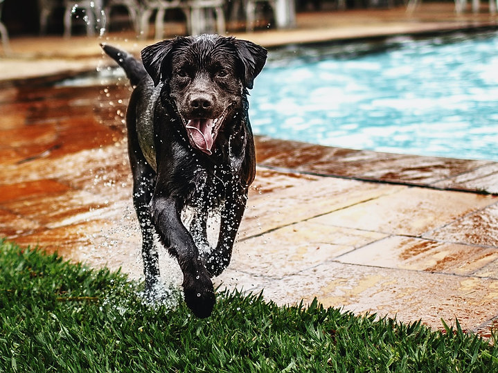 Lab Rescue LRCP | Dog Adoption | Mid-Atlantic United States