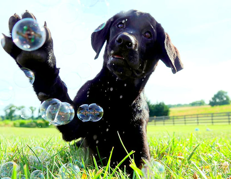 Lab Rescue LRCP | Dog Adoption | Mid-Atlantic United States