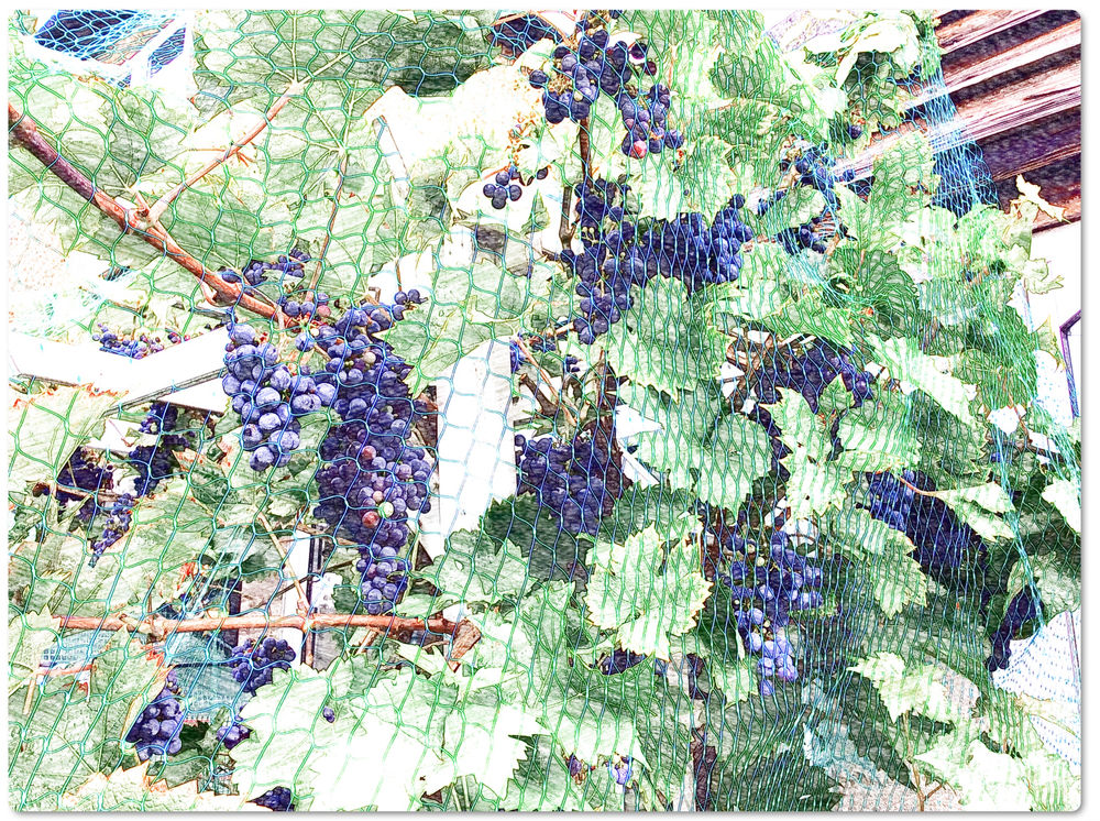 What on Earth: Growing Grapes (Regent)