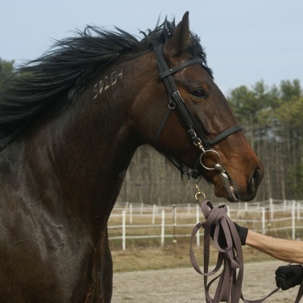 Futures For Standardbreds | About The Breed | US