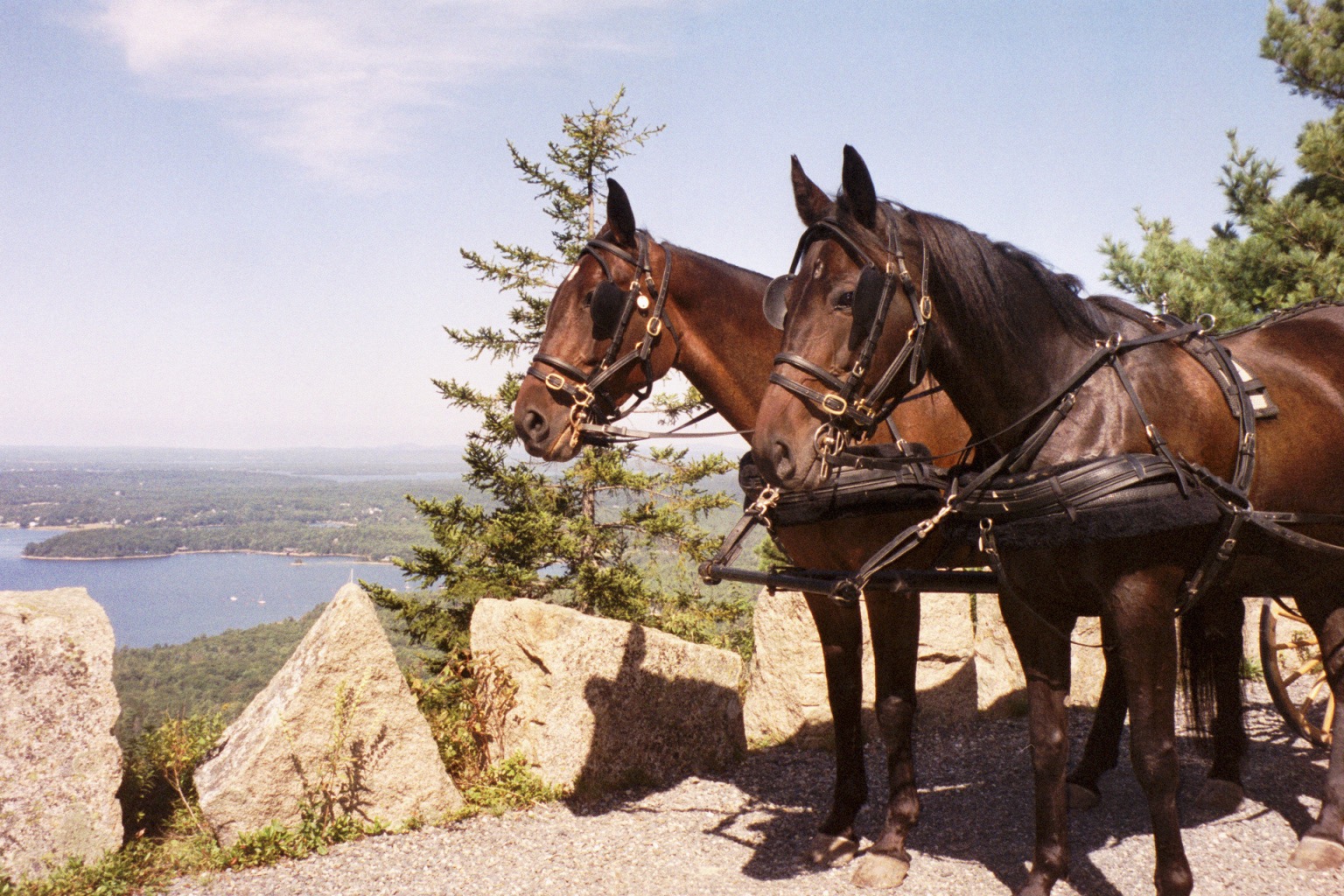 Futures For Standardbreds | About The Breed | US
